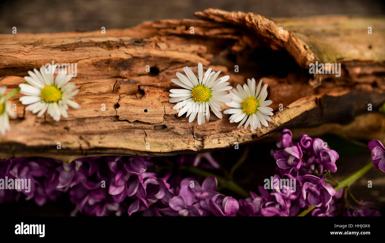 Life cycle of flowers hi-res stock photography and images - Alamy