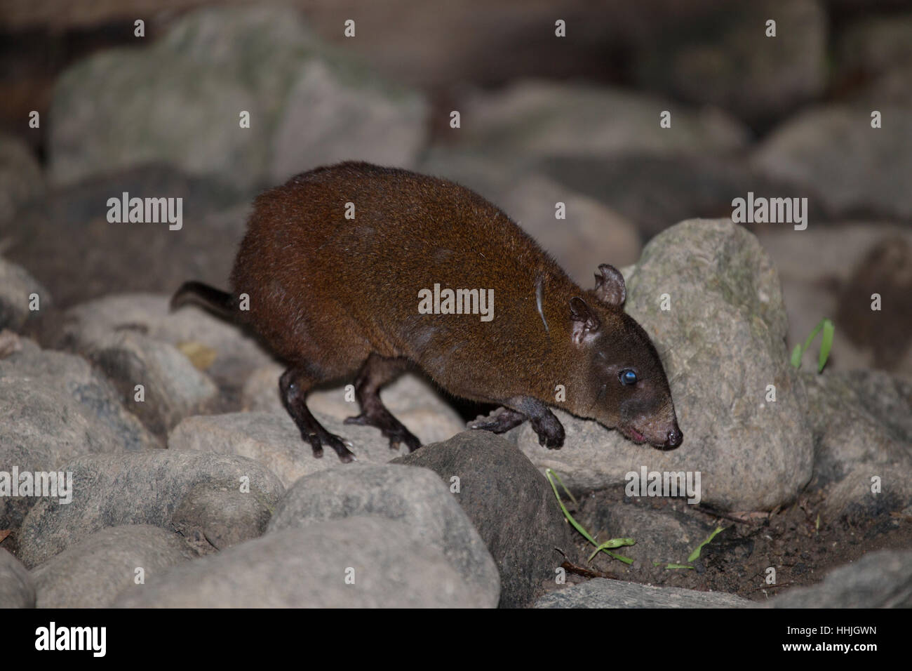 Musky Rat Kangaroo Hypsiprymnodon moschatus Atherton Tablelands ...