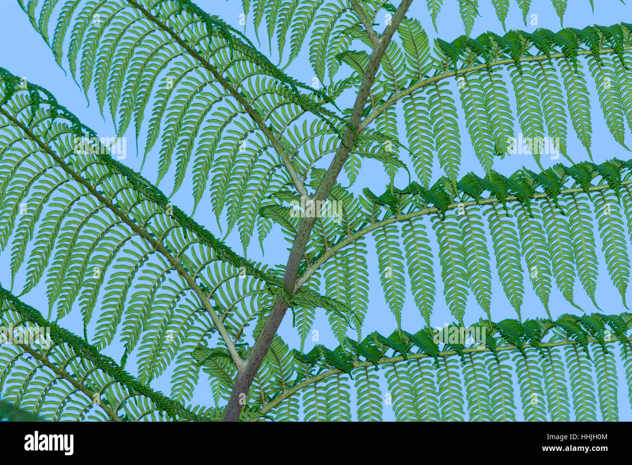 Species of ferns hi-res stock photography and images - Alamy