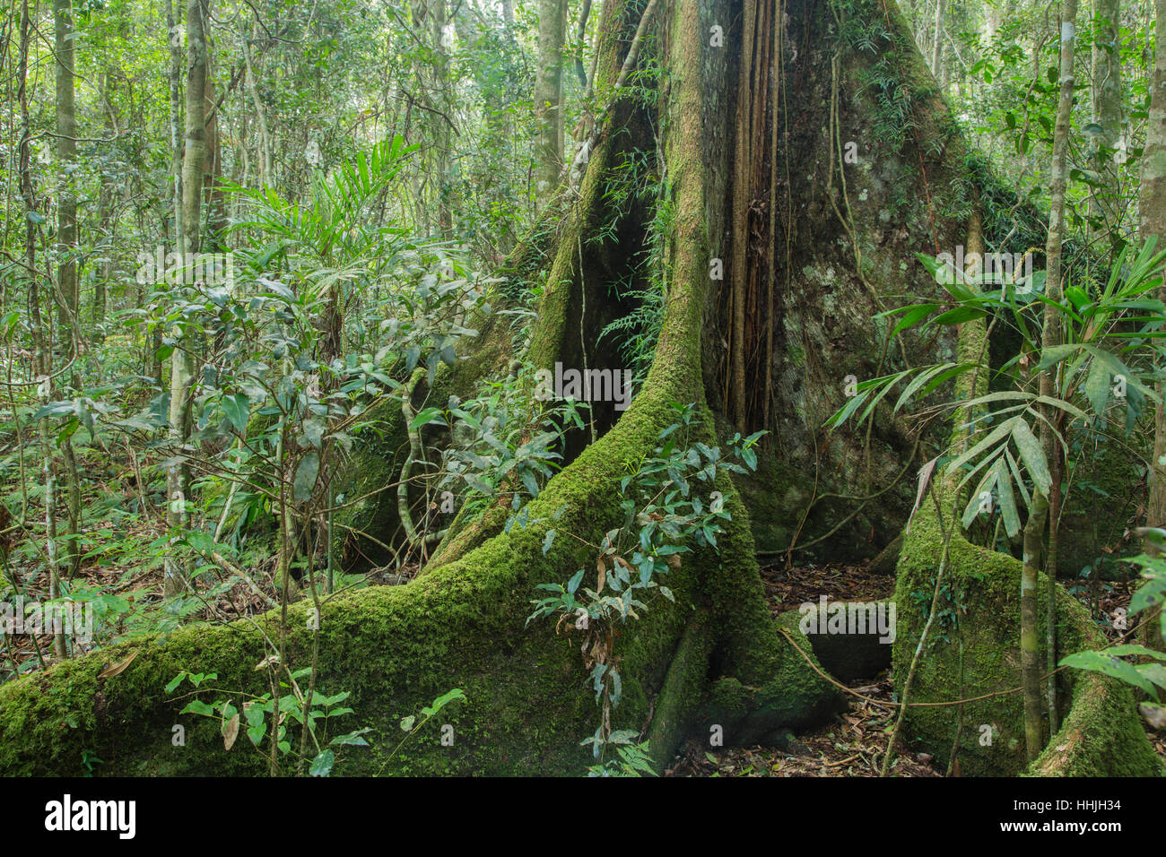 Black Booyong Tree - showing buttress roots Argyrodendron actinophyllum ...