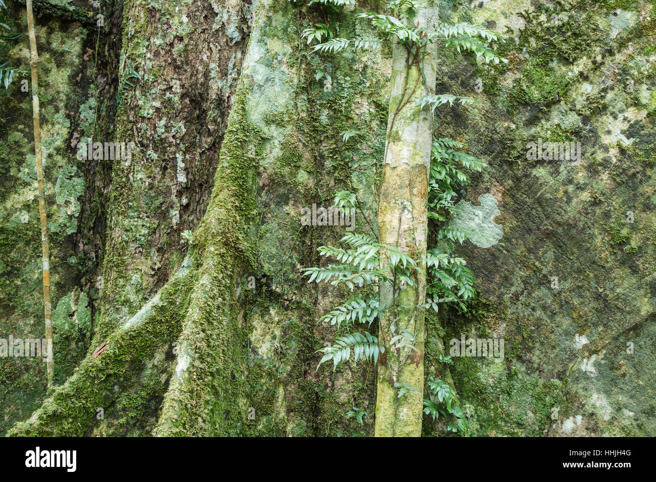 Black Booyong Tree - showing buttress roots Argyrodendron actinophyllum ...