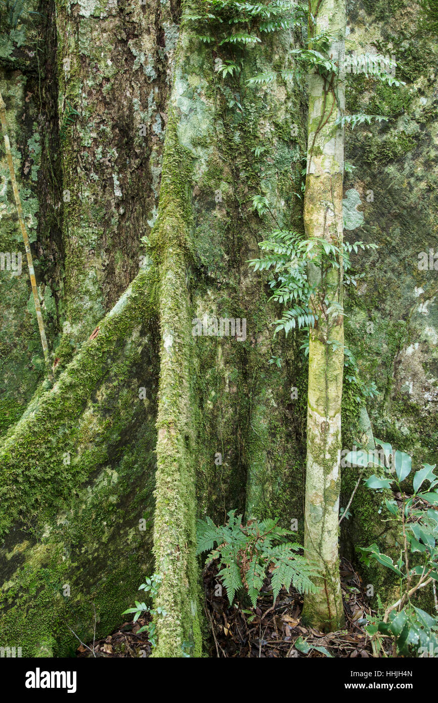 Black Booyong Tree - showing buttress roots Argyrodendron actinophyllum ...