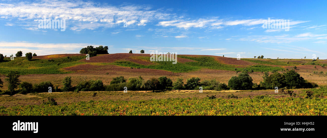 Misty morning sunrise; Ibsley Common, New Forest National Park ...
