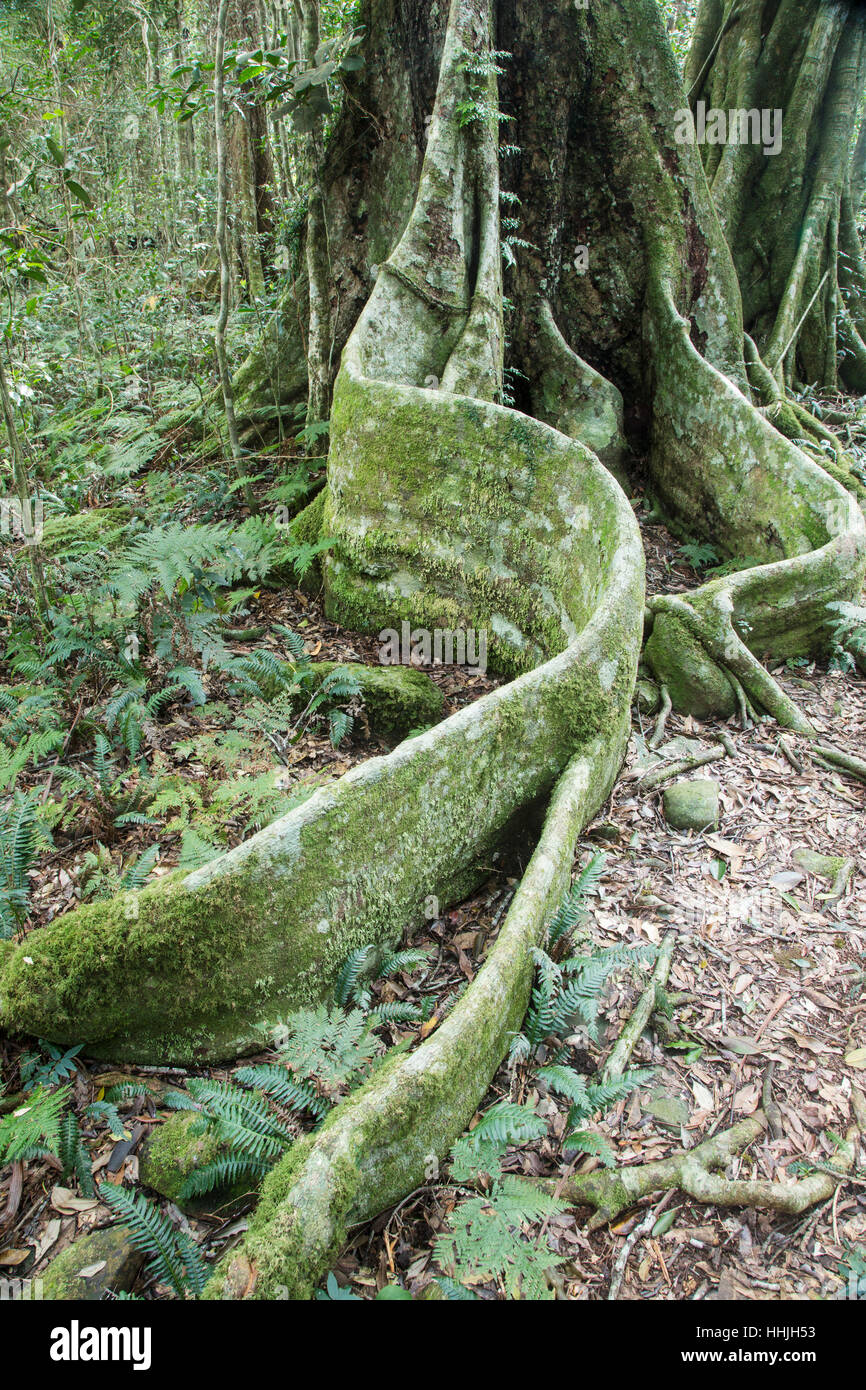 Black Booyong Tree - showing buttress roots Argyrodendron actinophyllum ...