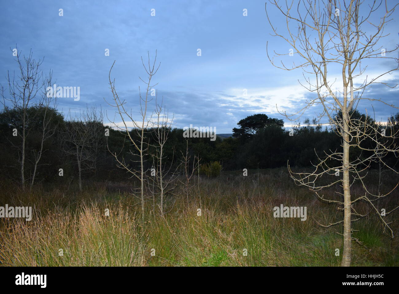Woodland scene at dusk Stock Photo - Alamy
