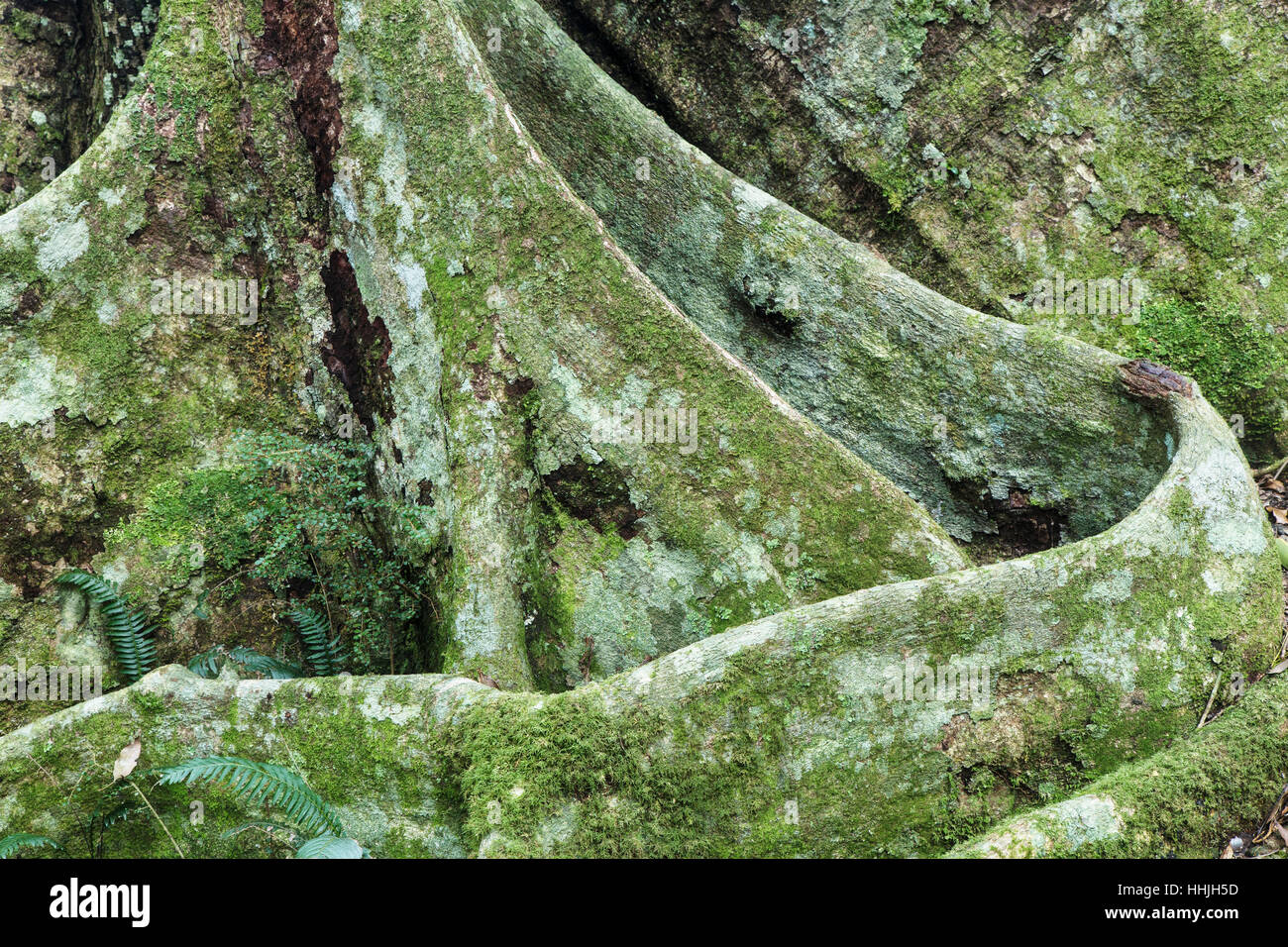 Black Booyong Tree - showing buttress roots Argyrodendron actinophyllum ...