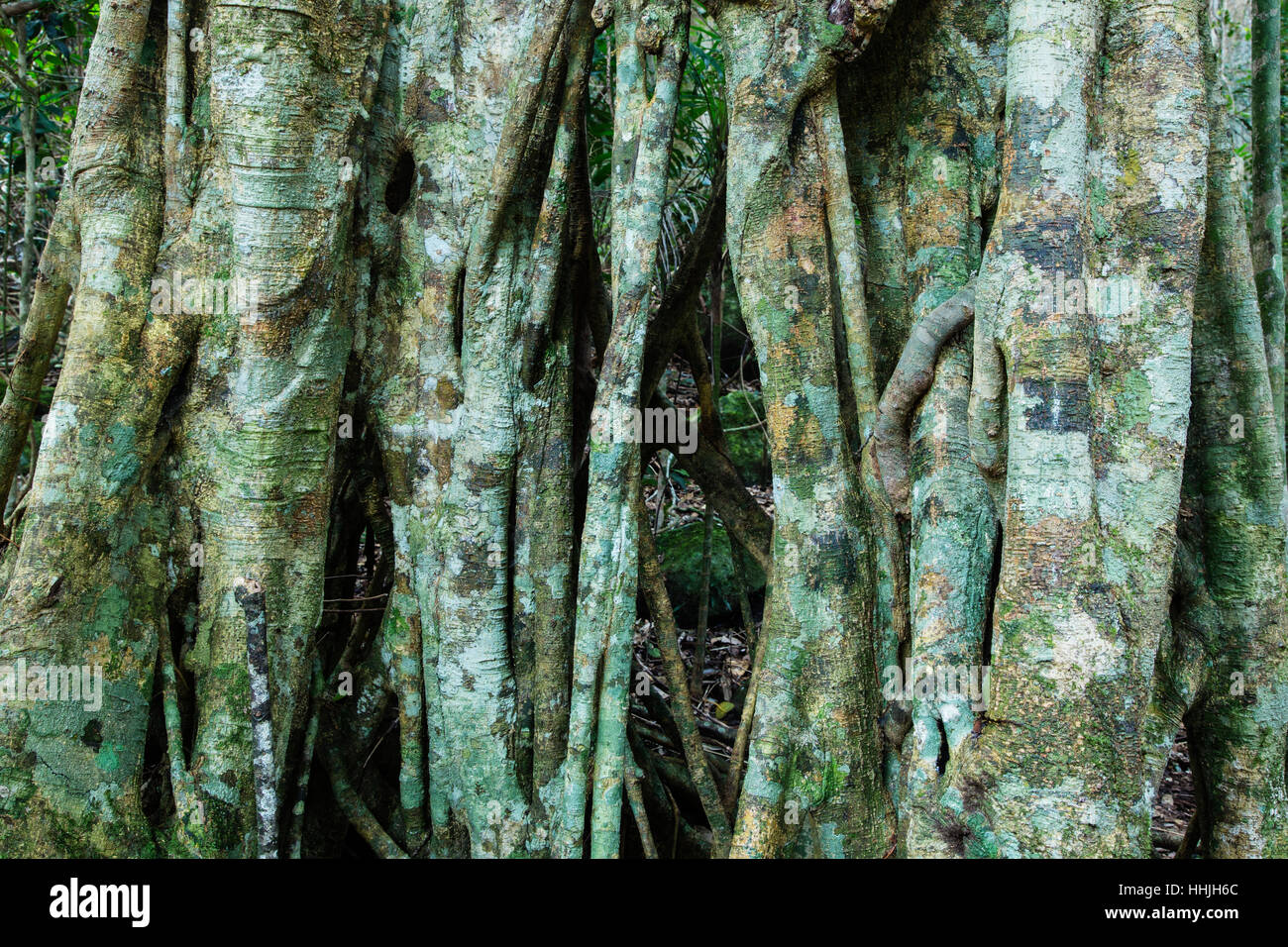 Strangler Fig Ficus watkinsiana Lamington National Park Queensland ...