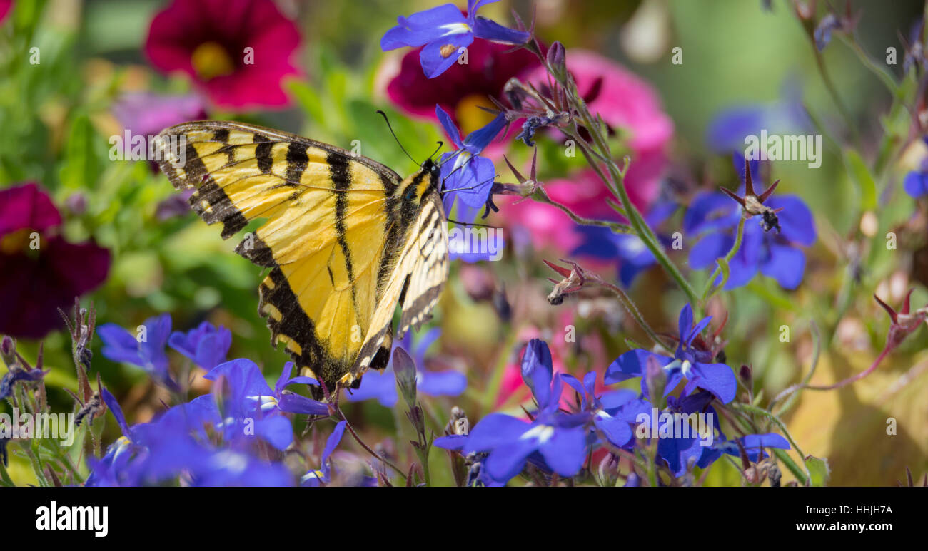 Eastern Tiger Swallowtail - (Papilio glaucus) with bright yellow and ...