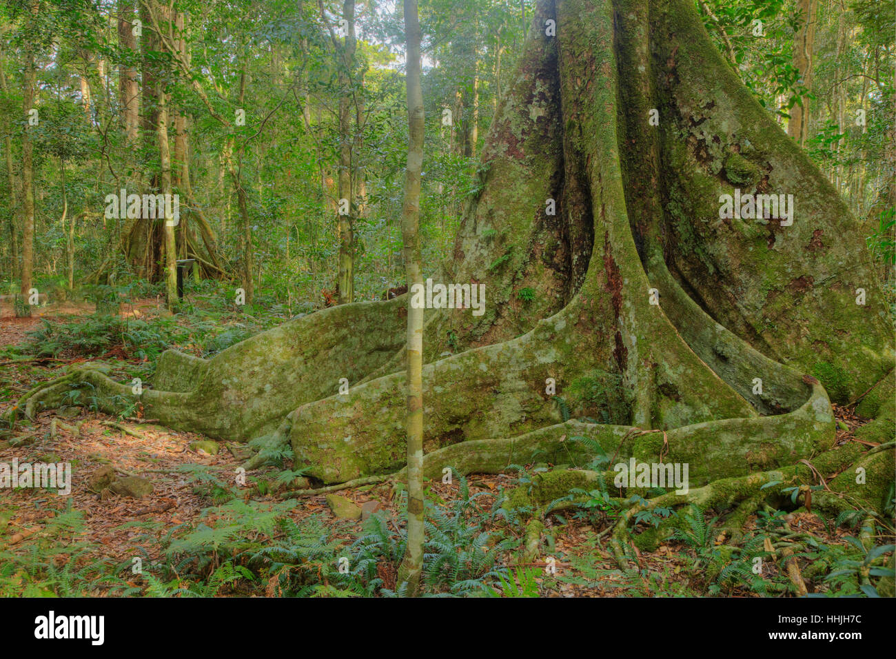 Black Booyong Tree - showing buttress roots Argyrodendron actinophyllum ...