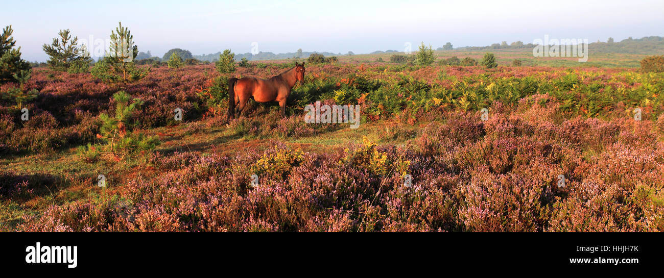 Misty sunrise with a Pony, Ibsley Common, New Forest National Park ...