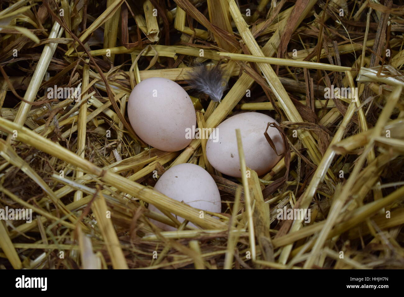 Eggs in the nest Stock Photo - Alamy