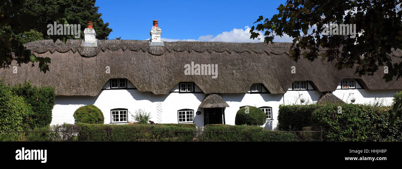 Summer English oak tree, white cottages in Lyndhurst town, New Forest ...