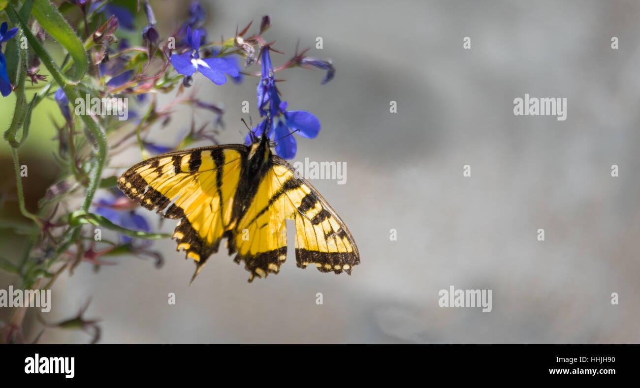 Eastern Tiger Swallowtail - (Papilio glaucus) with bright yellow and ...