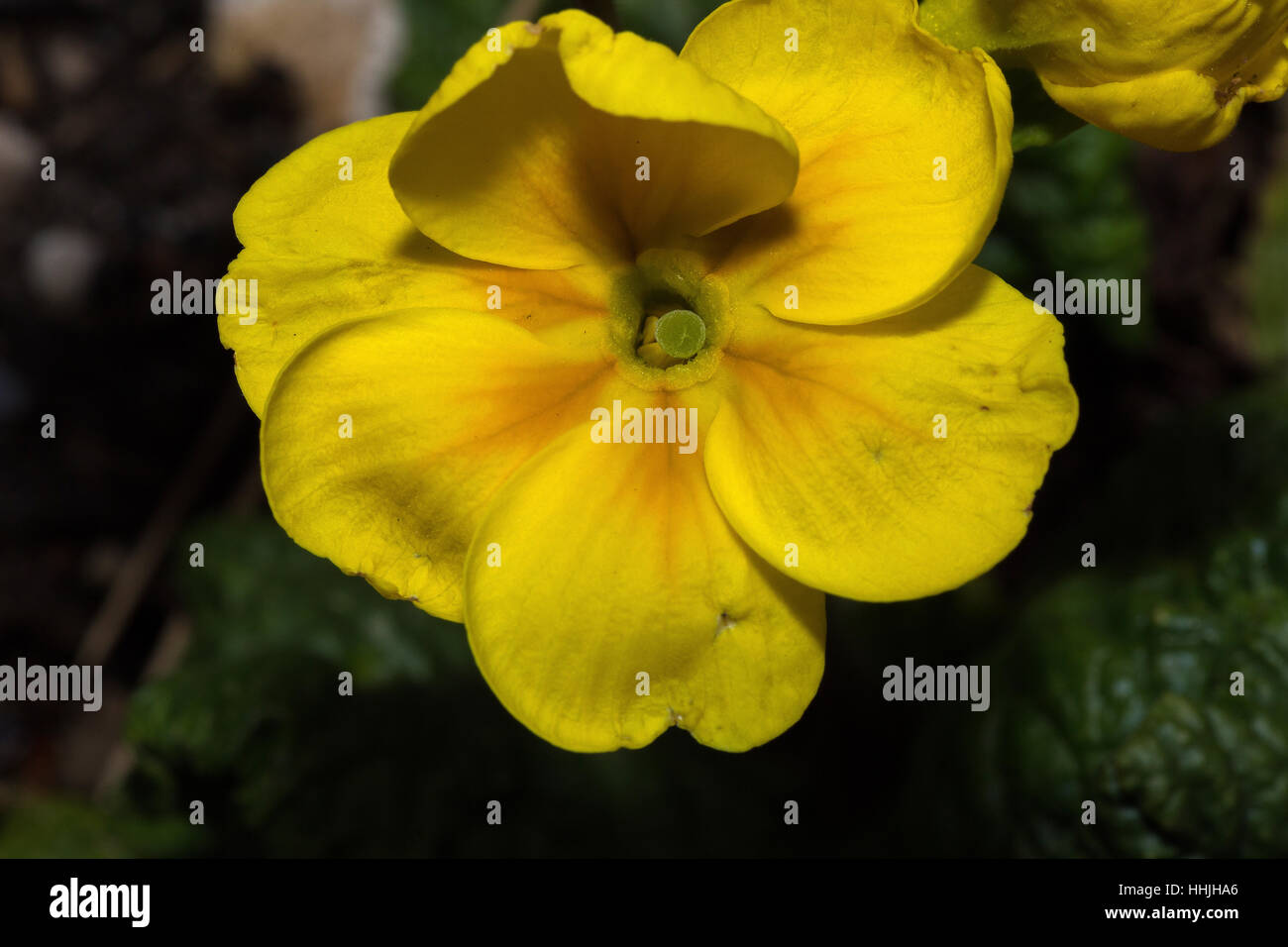 Single pale yellow flower with striped velvet textured petals Stock ...