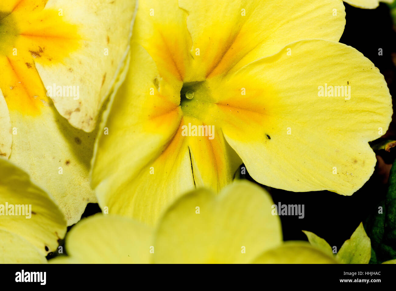 Velvet textured leaves hi-res stock photography and images - Alamy