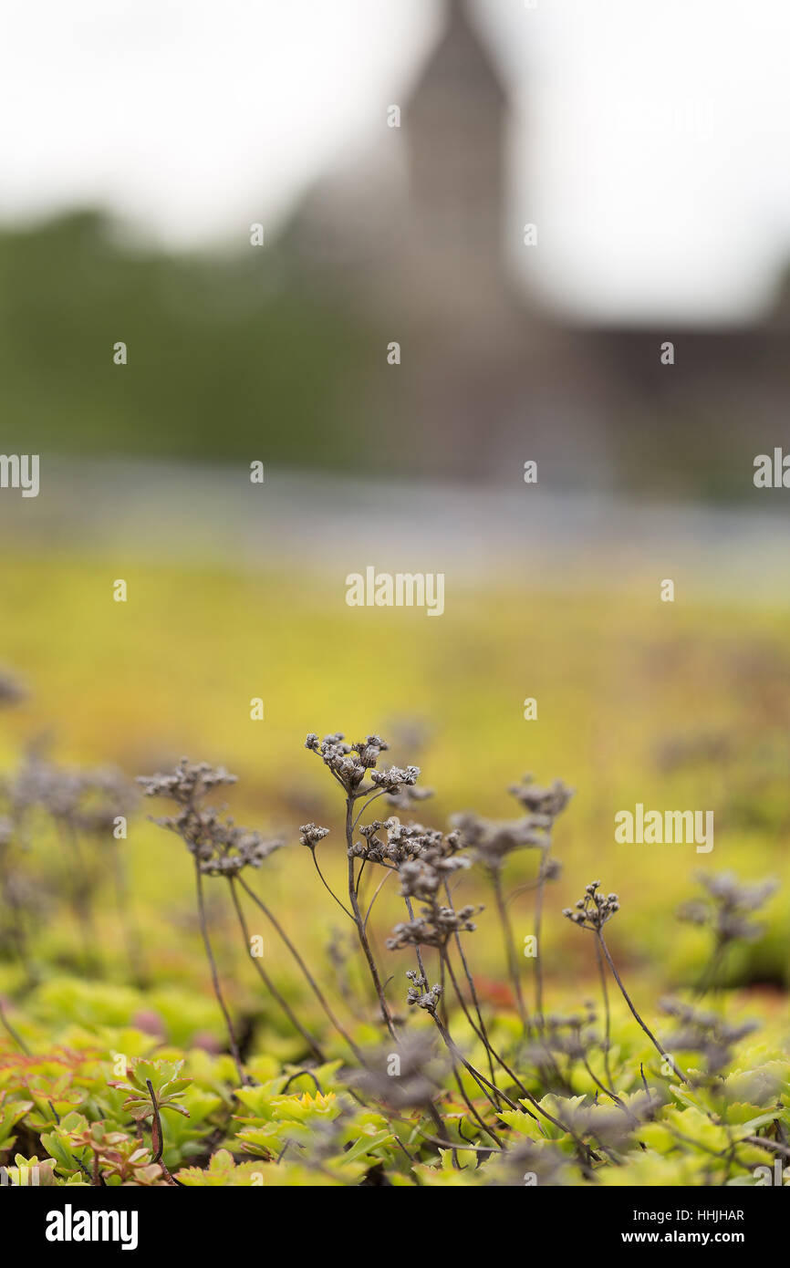 Wildflower sprigs set in front of blurred architectural backdrop Stock ...