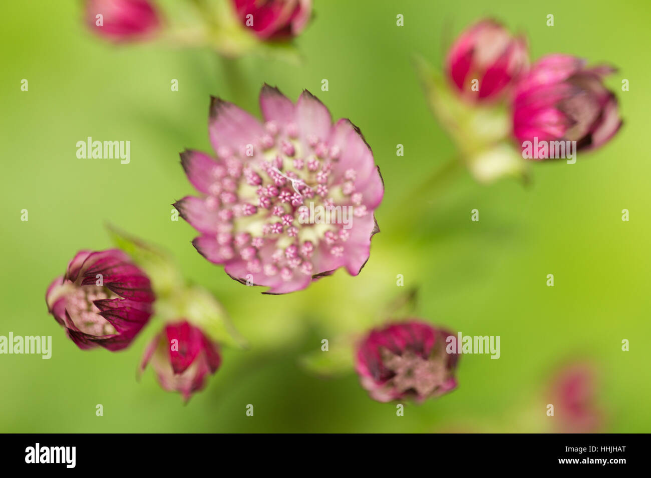 Deep red flowers rising from a green backdrop, shot from above Stock ...