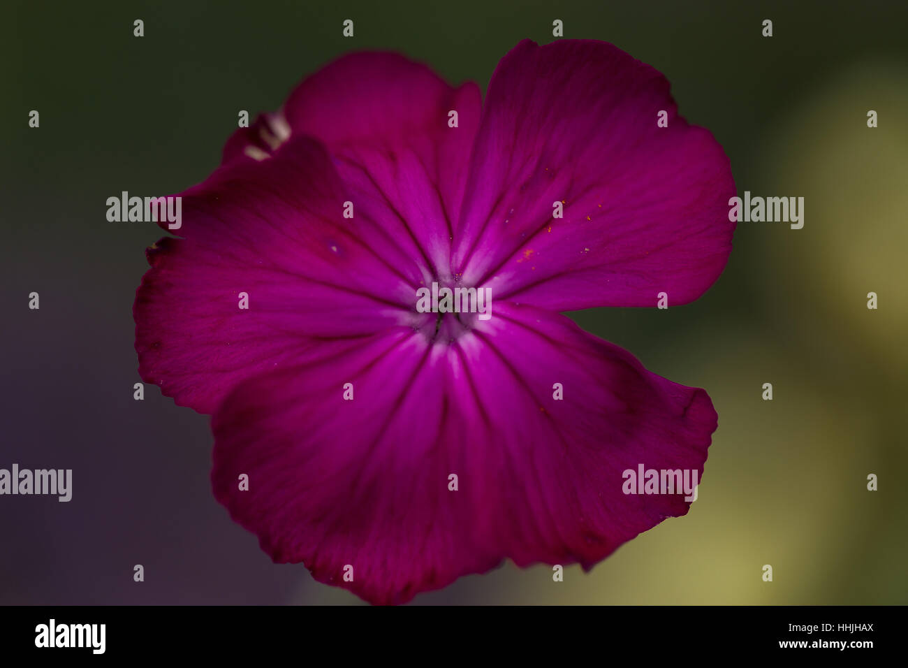 Two ecologist on meadow hi-res stock photography and images - Alamy