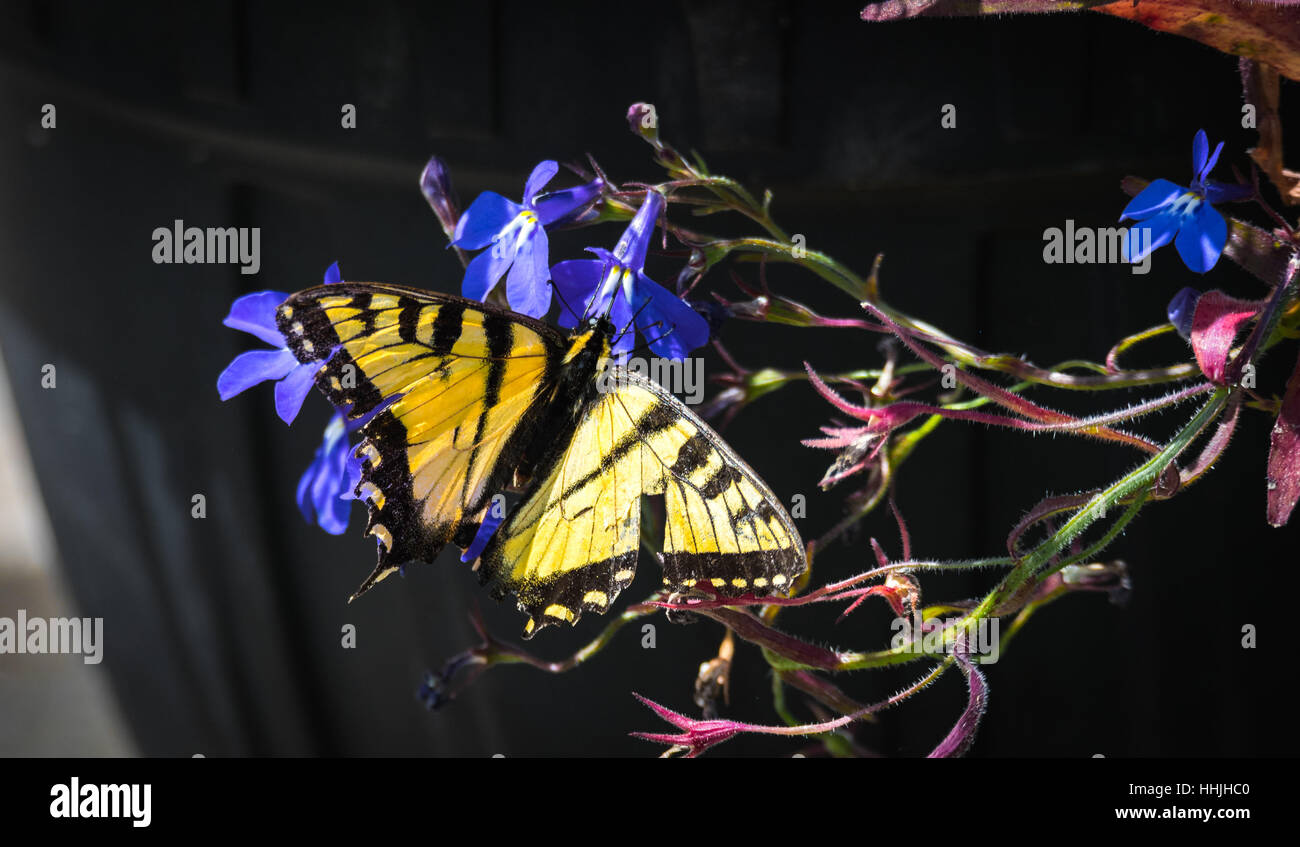 Eastern Tiger Swallowtail - (Papilio glaucus) with bright yellow and ...