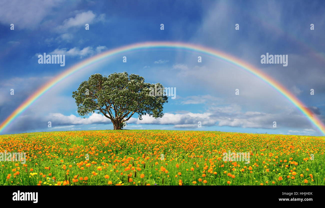 Landscape with blossoming field and rainbow Stock Photo - Alamy