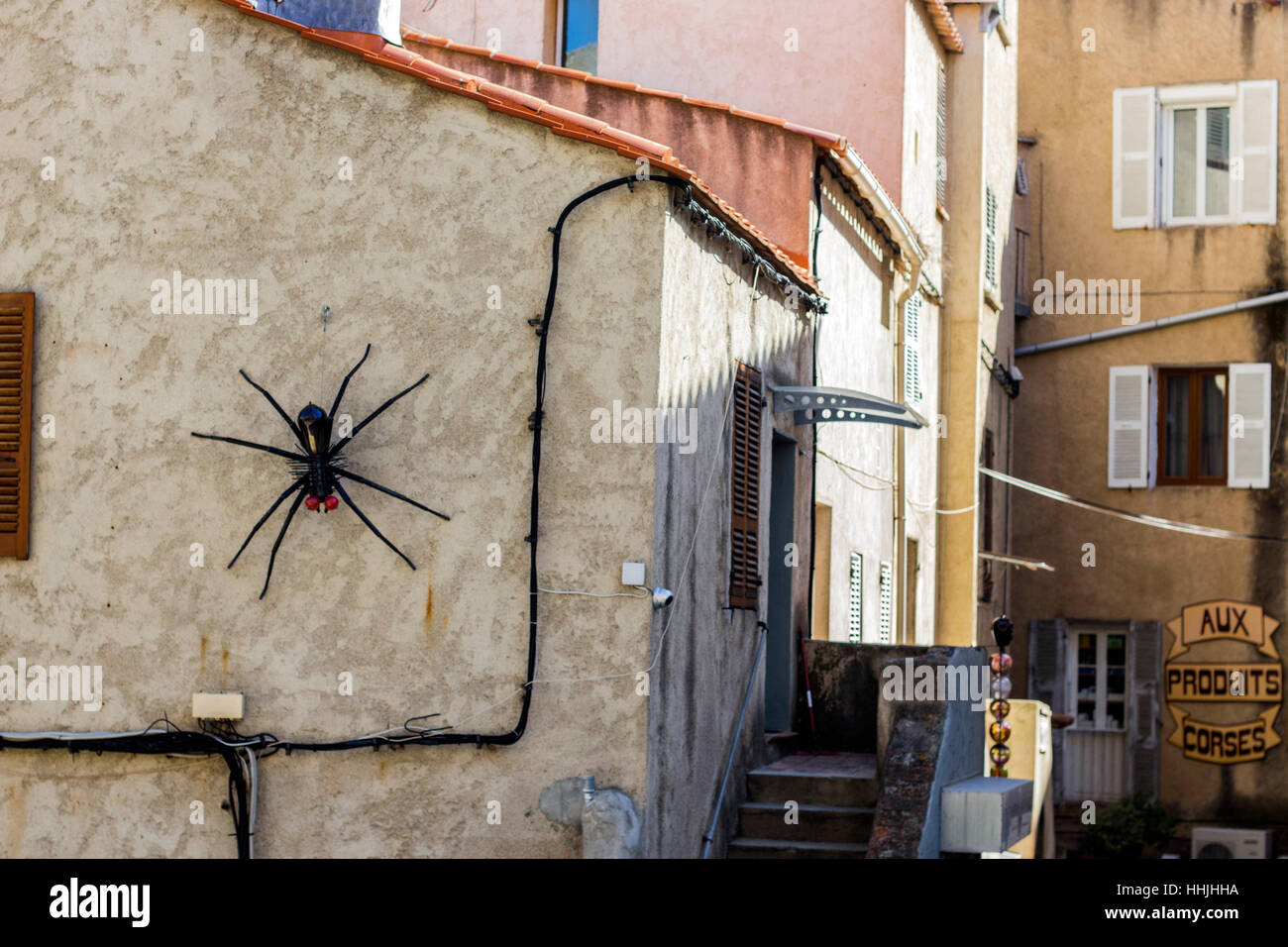 Huge Spider On Wall