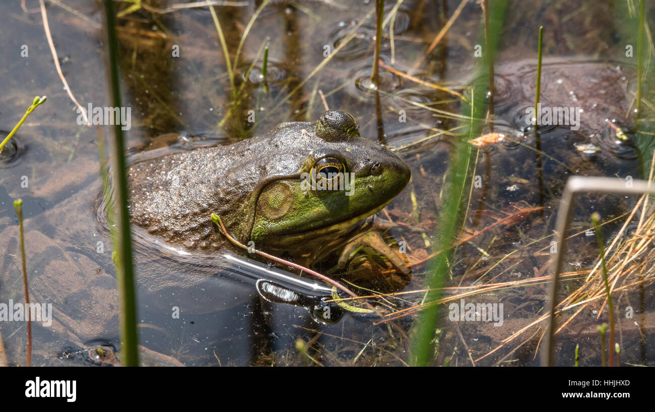 Common bullfrog hi-res stock photography and images - Alamy