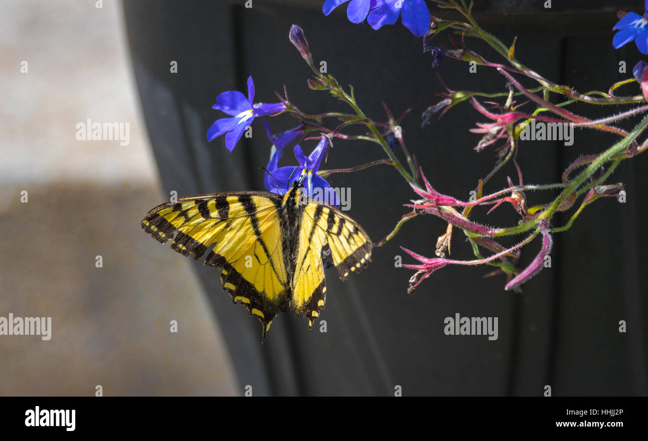 Eastern Tiger Swallowtail - (Papilio glaucus) with bright yellow and ...