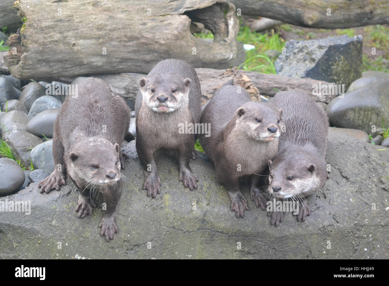 Four in a row hi-res stock photography and images - Alamy