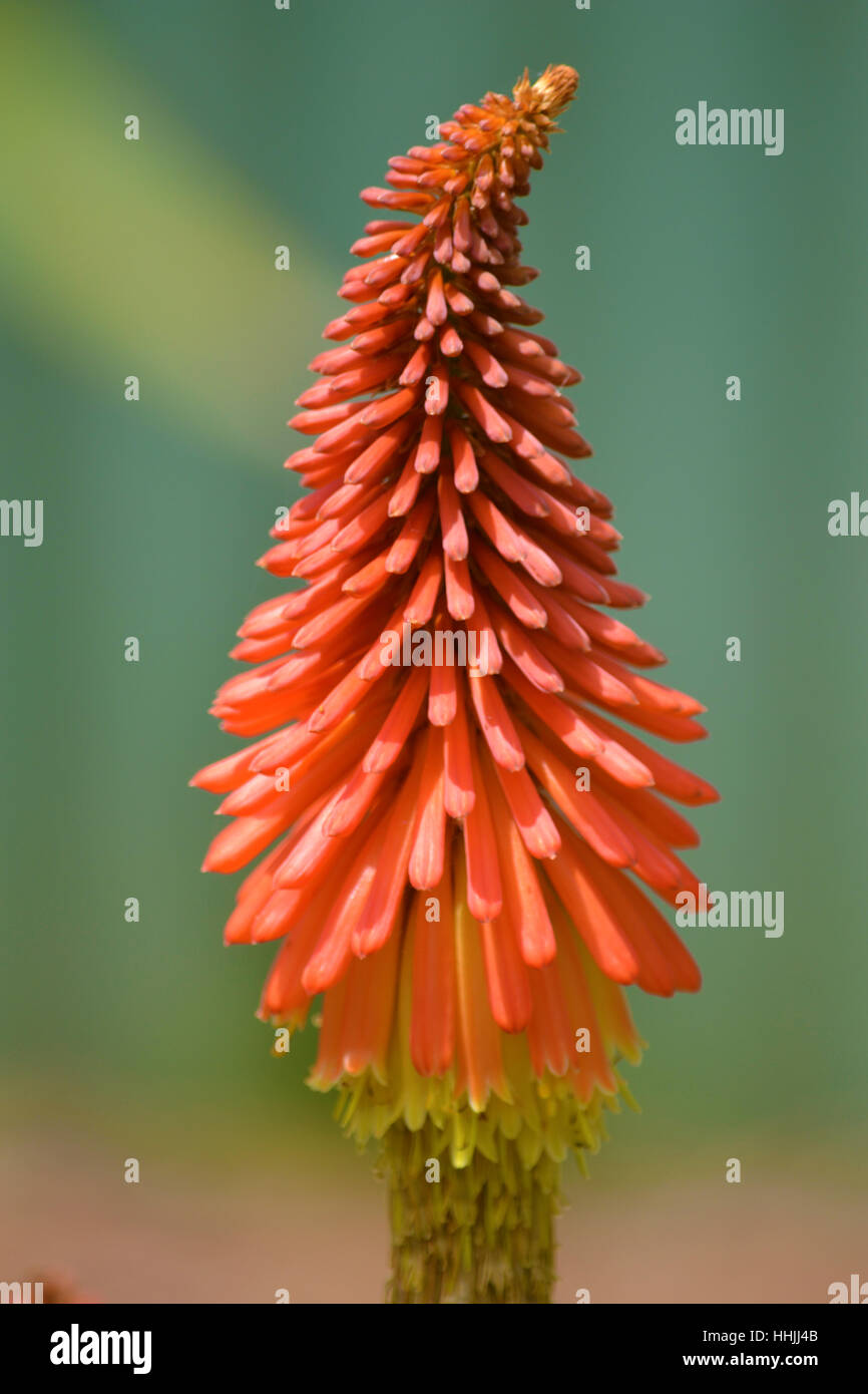 Yellow torch lily hi-res stock photography and images - Alamy
