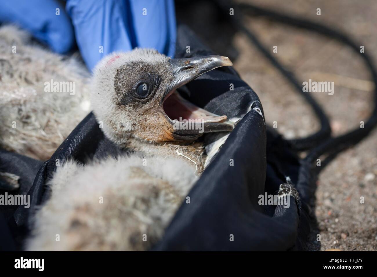 Hatching storks hi-res stock photography and images - Alamy