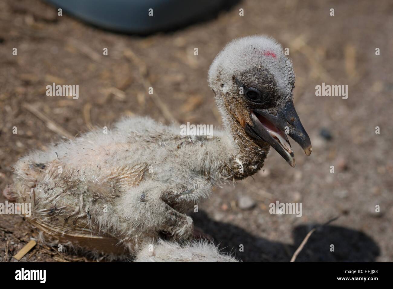 Poznan, Poland - May 12, 2012 - Hatched storks. Basic research made the ...