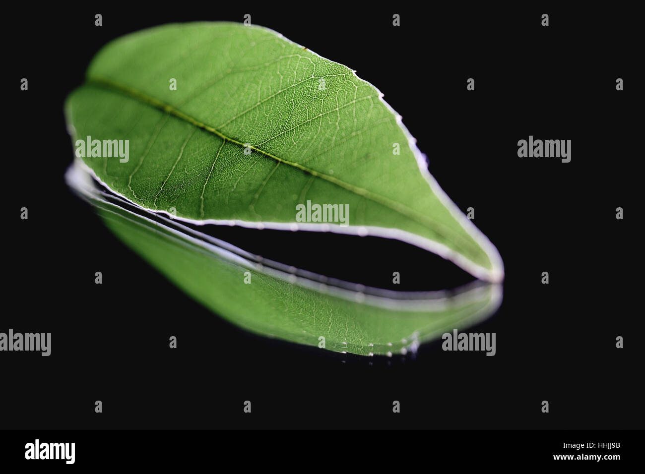 green leaf on reflection black Stock Photo - Alamy