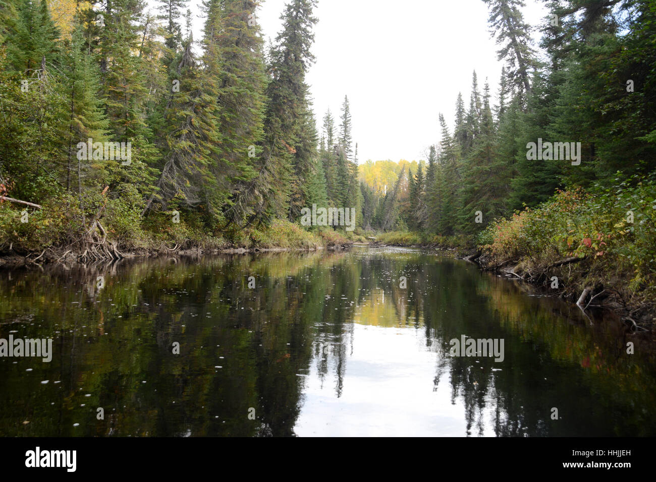 Boreal forest canada old growth hi-res stock photography and images - Alamy