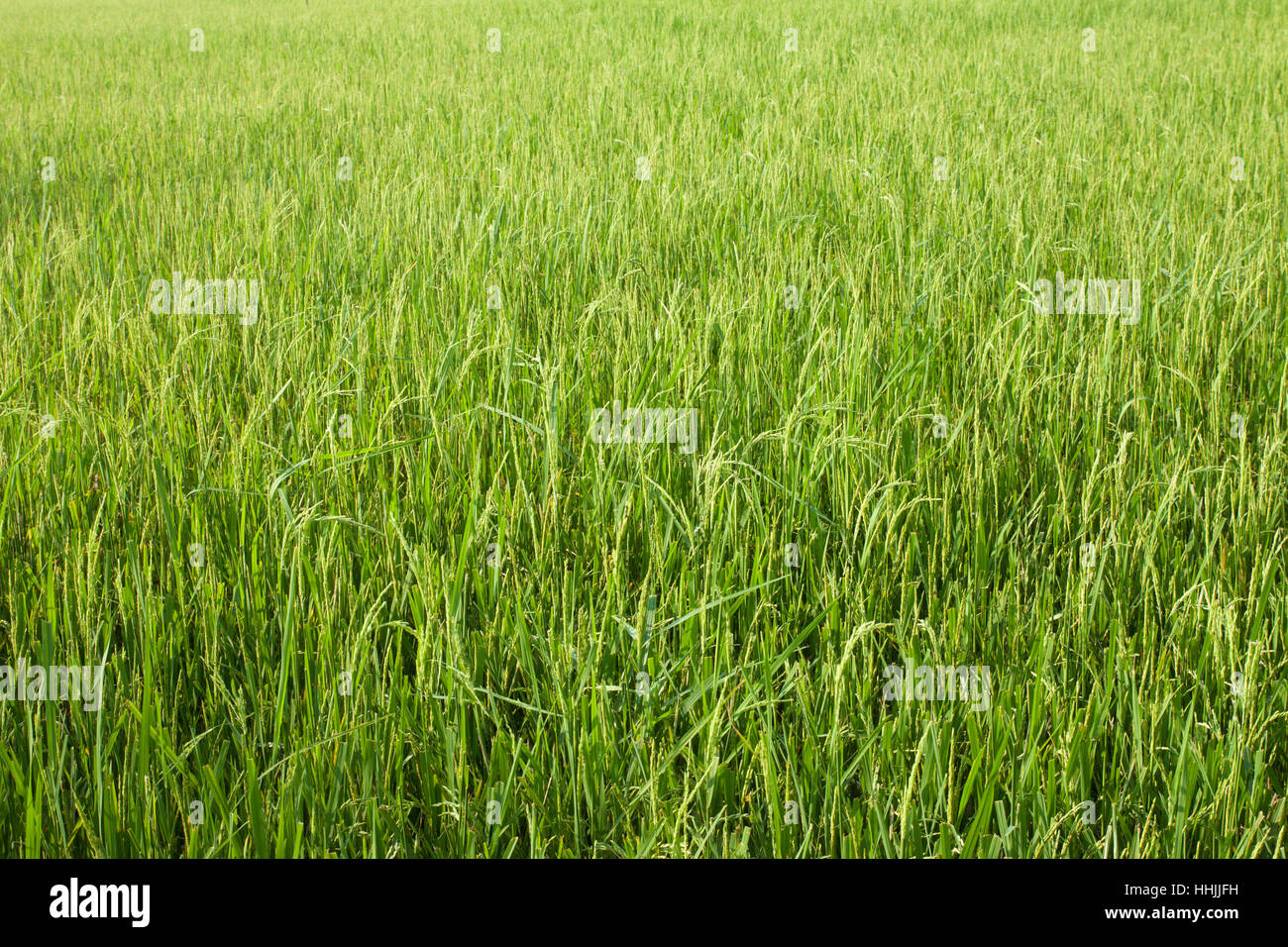 Young rice field agriculture farm background from THAILAND Stock Photo ...