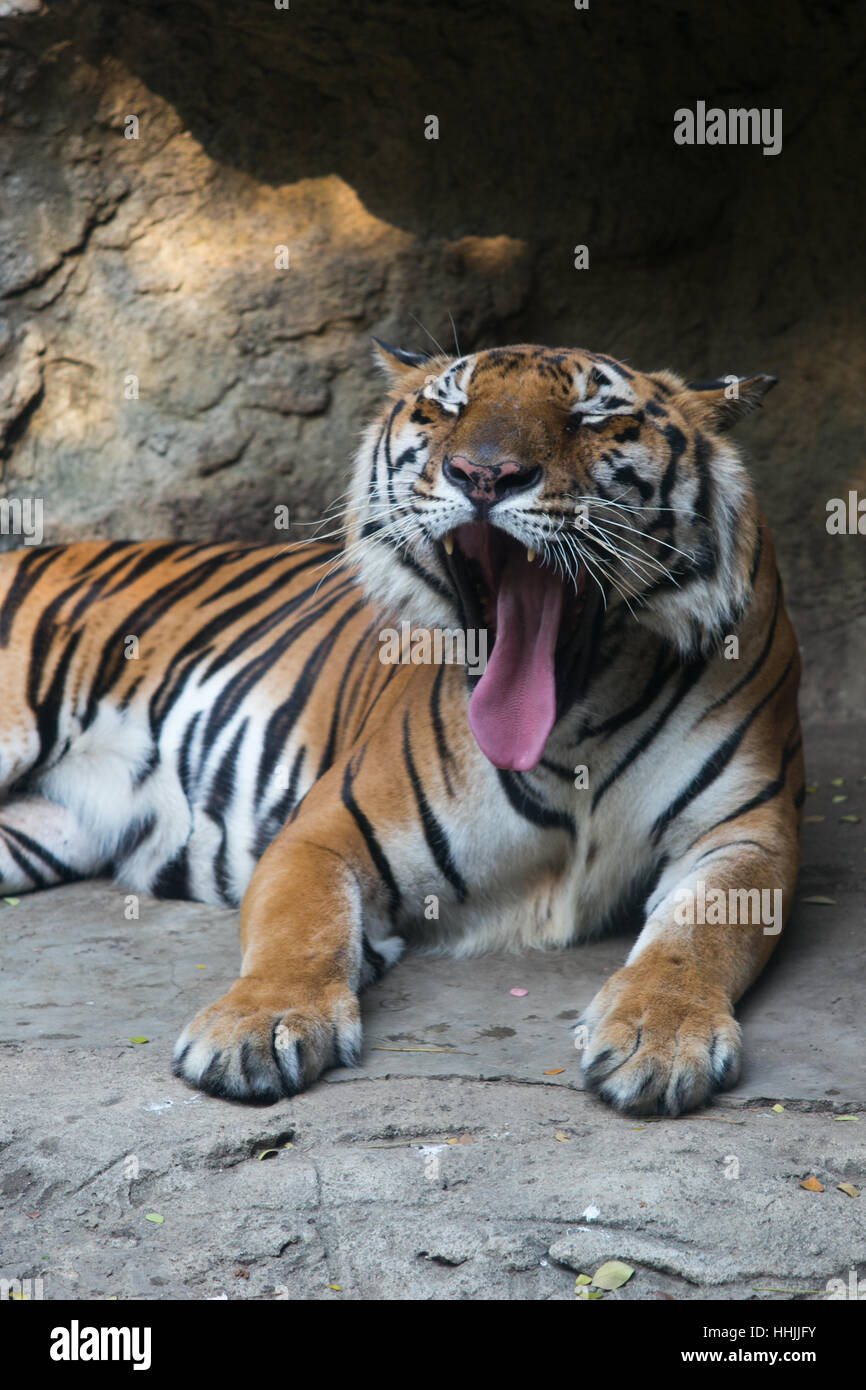 Bengal tiger yawning zoo hi-res stock photography and images - Alamy