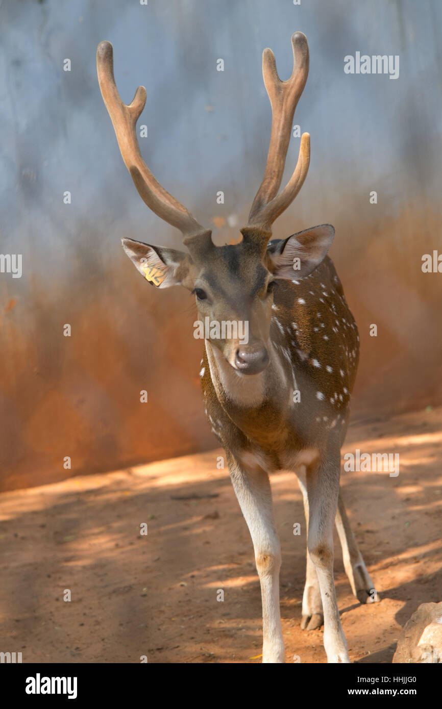 Spotted deer in dusit zoo in bangkok hi-res stock photography and ...