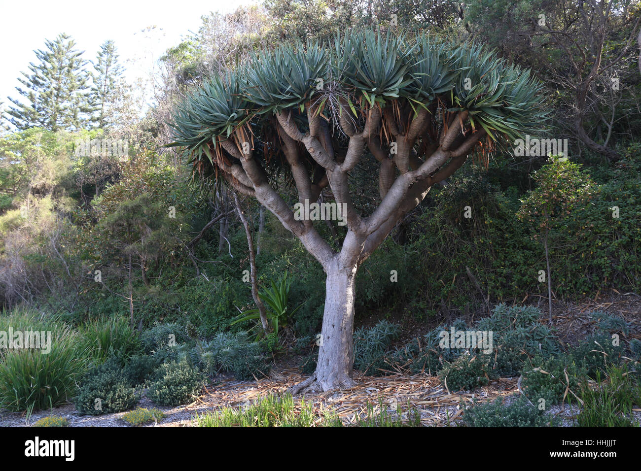 A dragon tree (Dracaena Draco) known as the Canary Island dragon tree ...