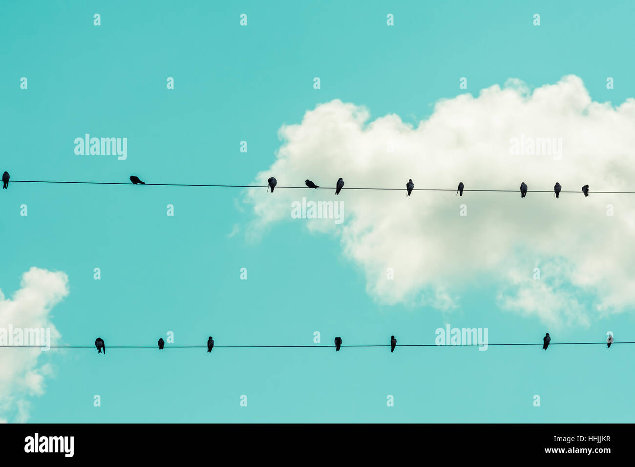 Two rows of birds resting on wires Stock Photo - Alamy