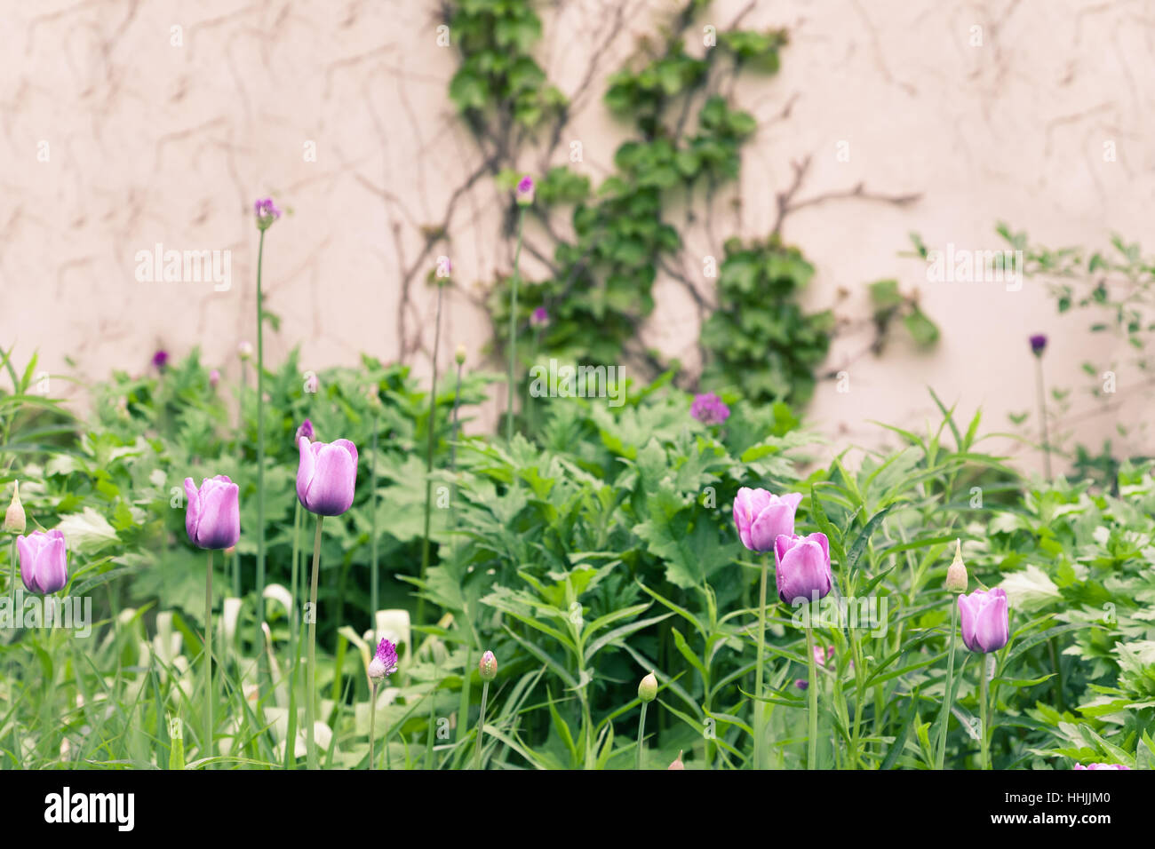 Slightly toned image of tulips in a garden with ivy covered wall Stock ...