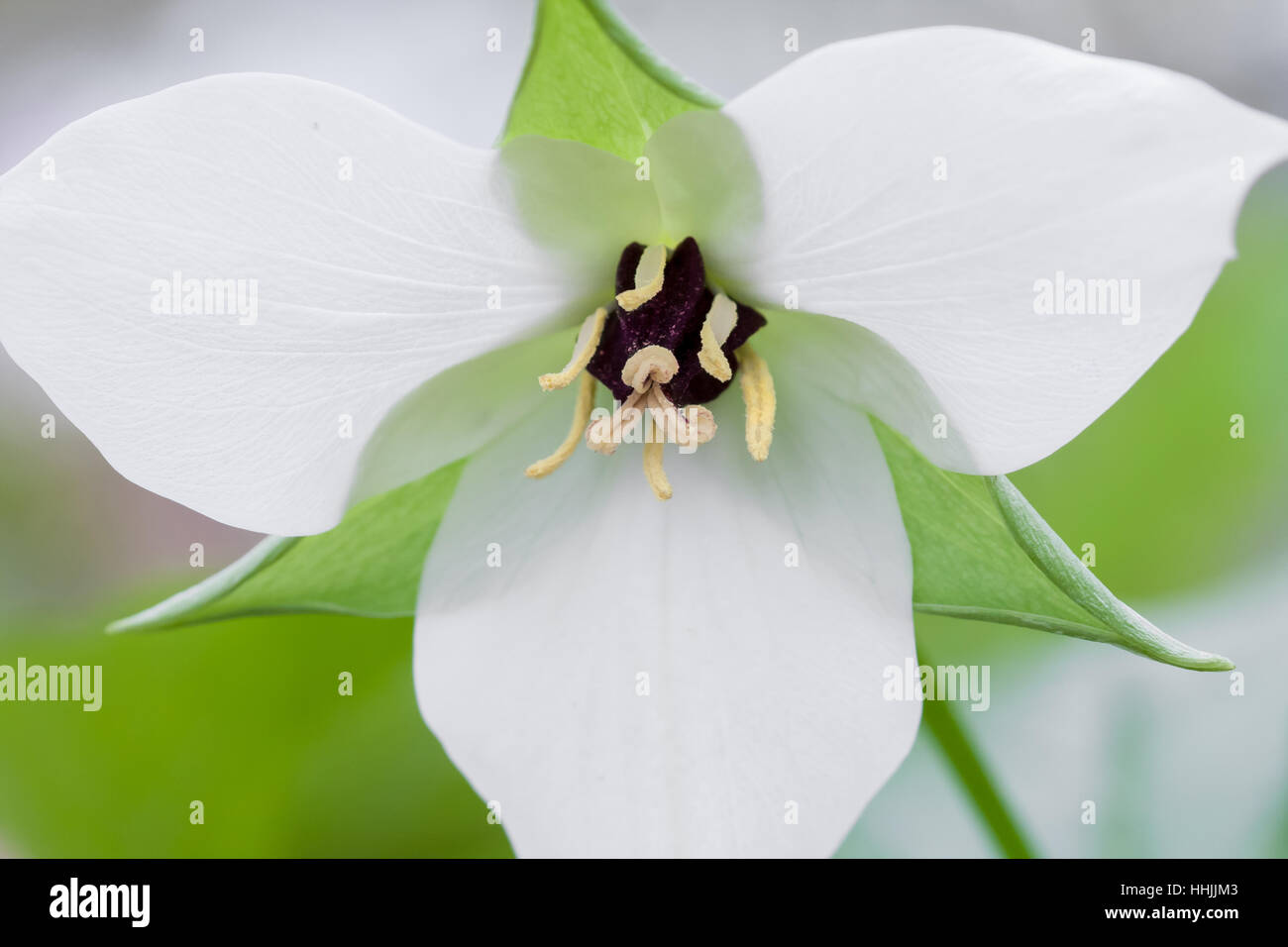 Trillium flower hi-res stock photography and images - Alamy