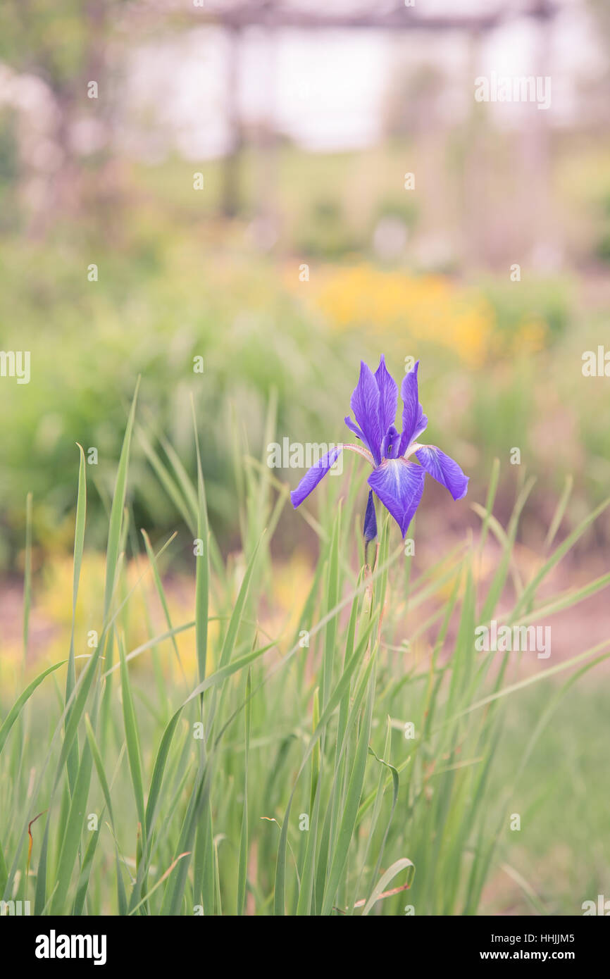 Elegant purple blue iris hi-res stock photography and images - Alamy