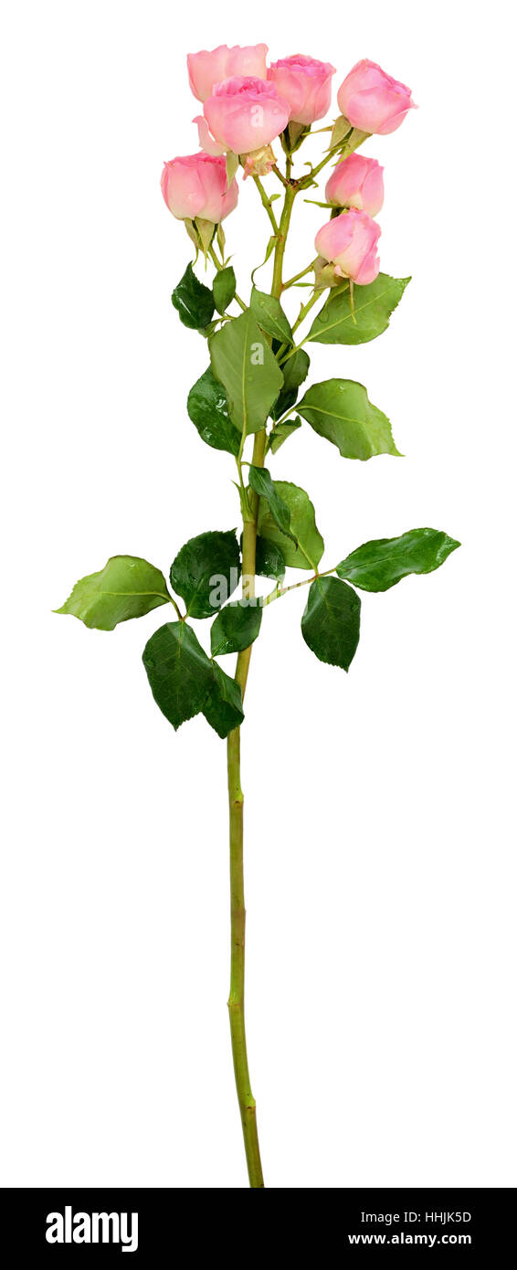 Small pink rose flowers branch isolated on white Stock Photo - Alamy