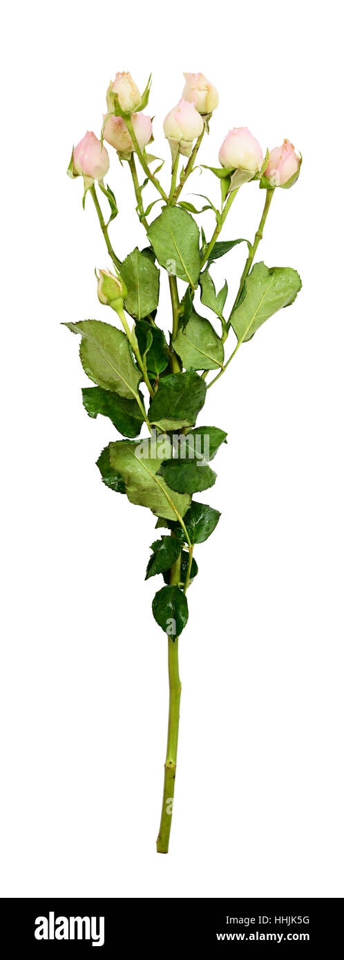 Spring green leaves flowers Cut Out Stock Images & Pictures - Alamy