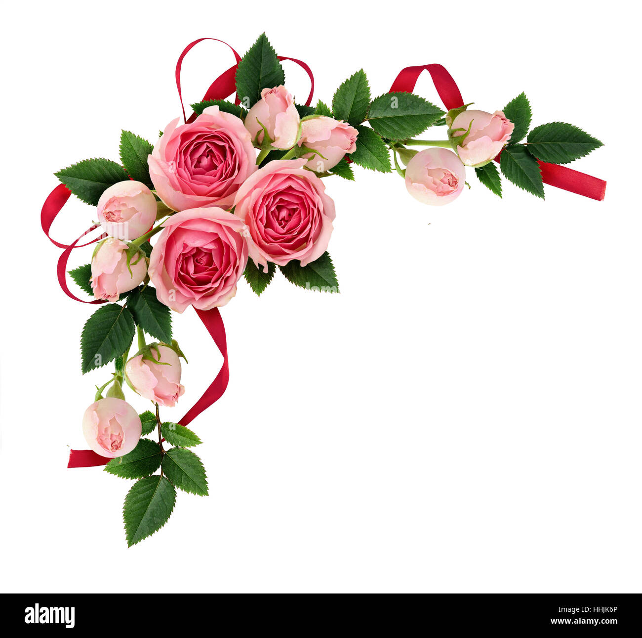 Pink rose flowers and buds arrangement and silk ribbon bow isolated on ...