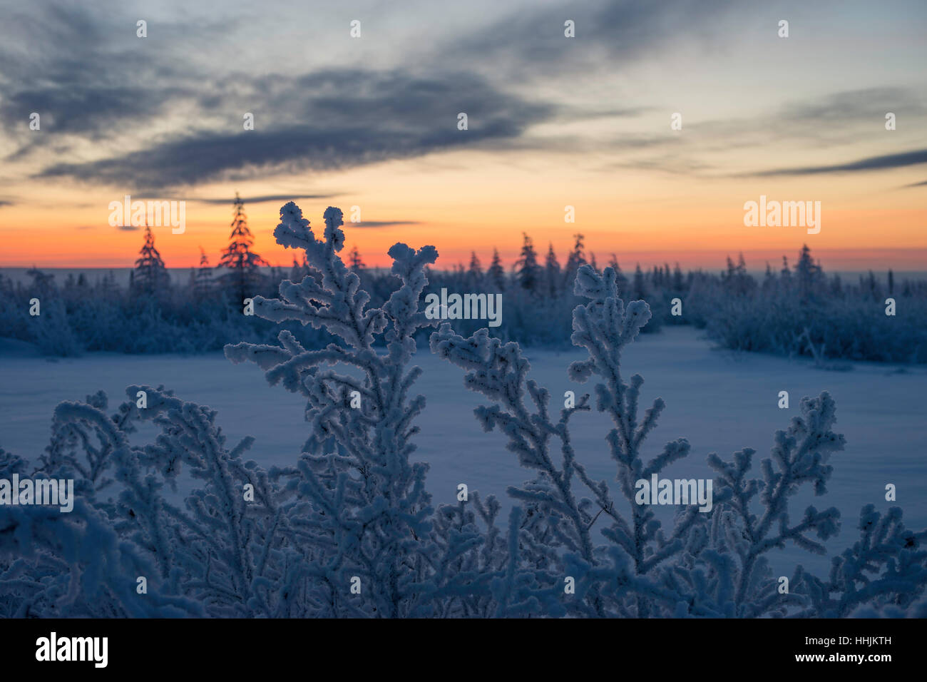 Winter lanscape with sunset, trees and cliffs over the snow Stock Photo ...