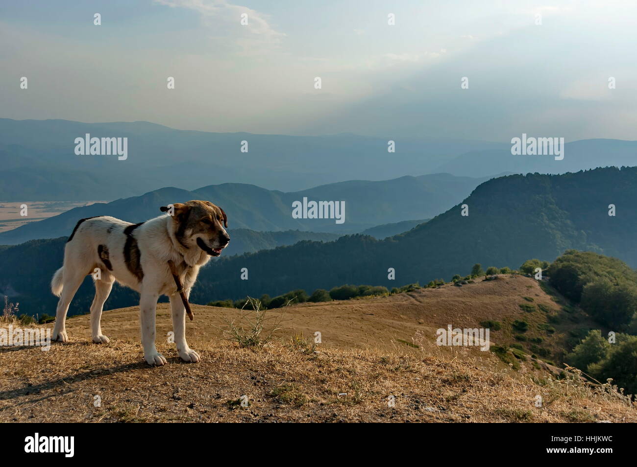 Mountain landscape and sheep-dog at Central Balkan mountain, pass ...
