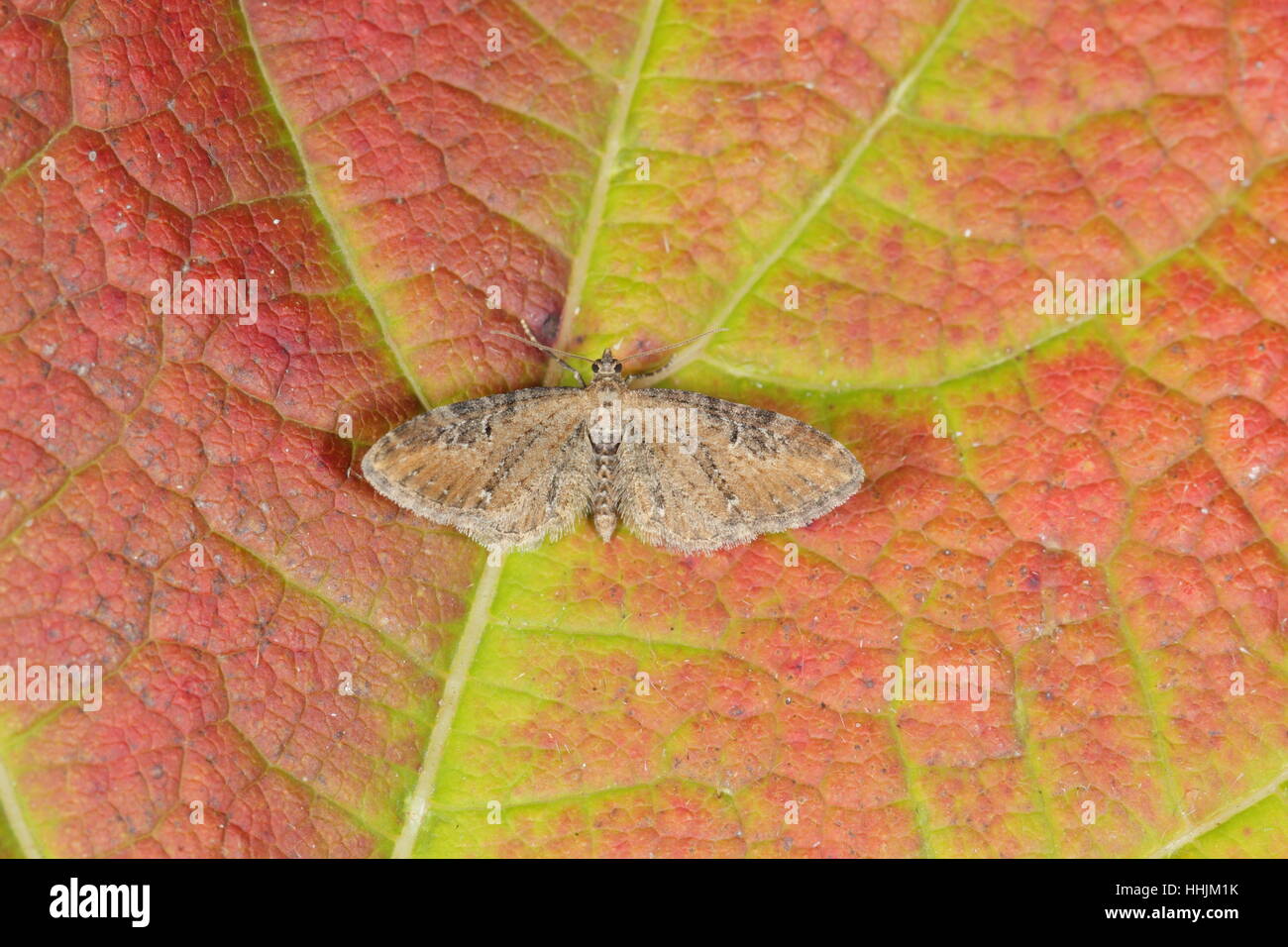 Common Pug (Eupithecia vulgata), a gingery moth perched on a red and ...