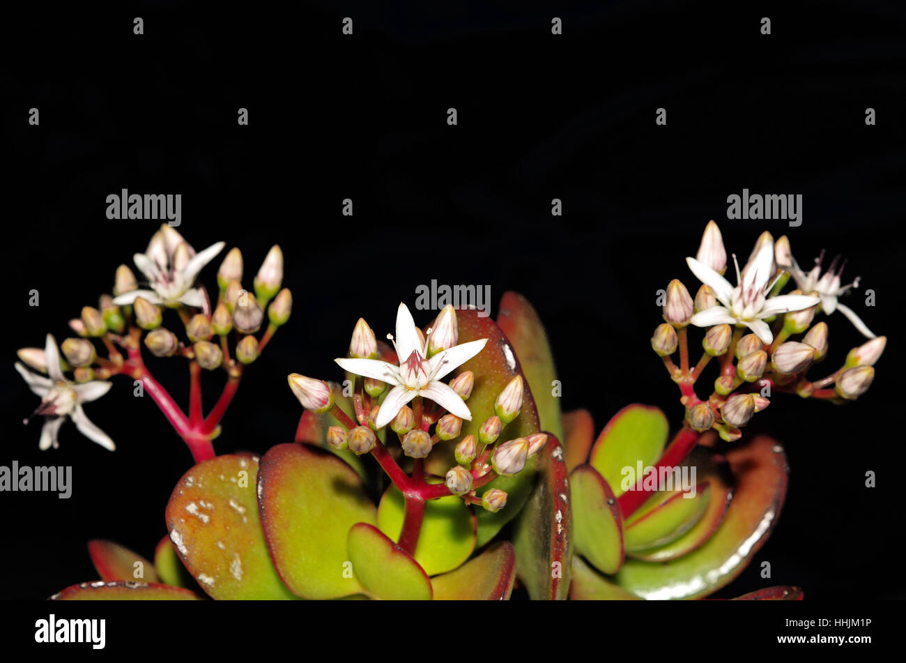 Crassula flower hi-res stock photography and images - Alamy