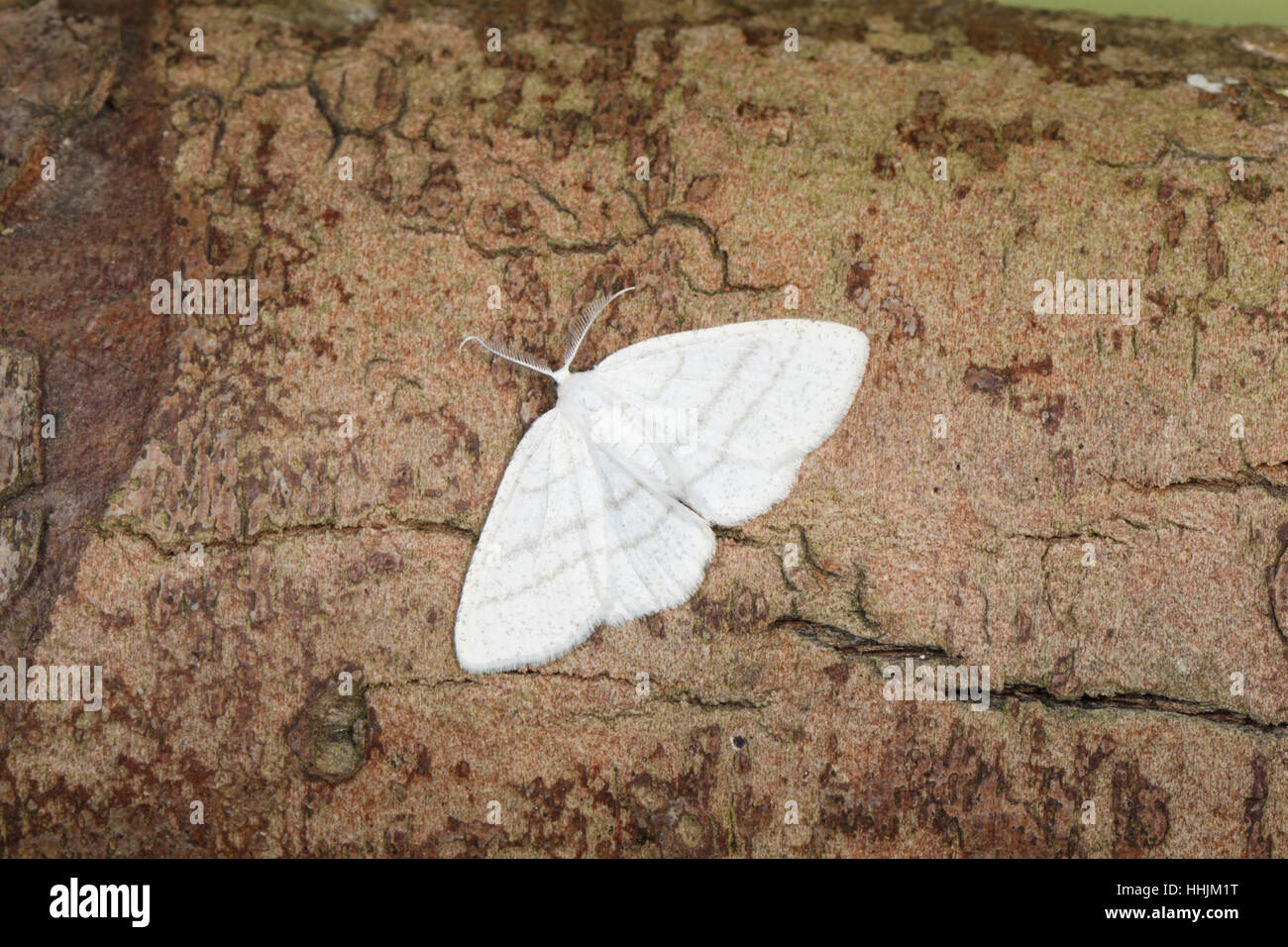 Small white moth hi-res stock photography and images - Alamy
