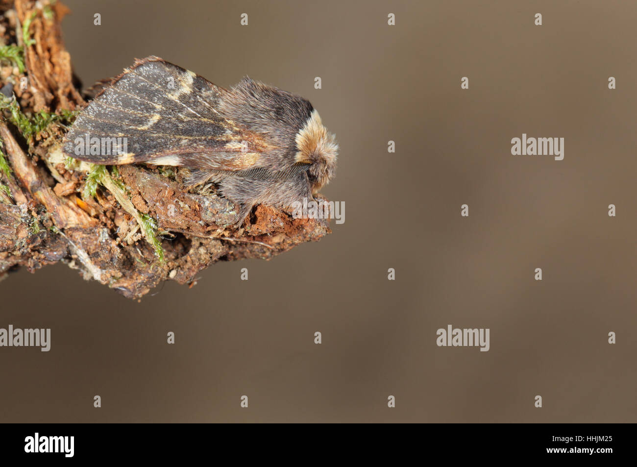 December Moth (Poecilocampa populi) - a male, autumn-flying moth ...